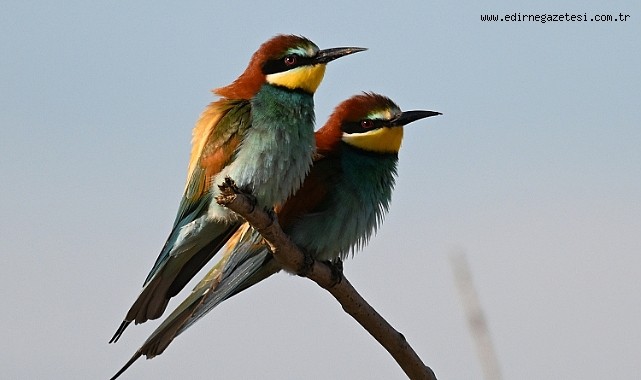 Sınırın renkli misafiri arı kuşu yavrularını büyütmeye hazırlanıyor ...